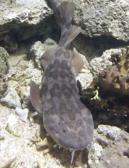 Le requin-tapis Orectolobus hutchinsi | Nausicaa