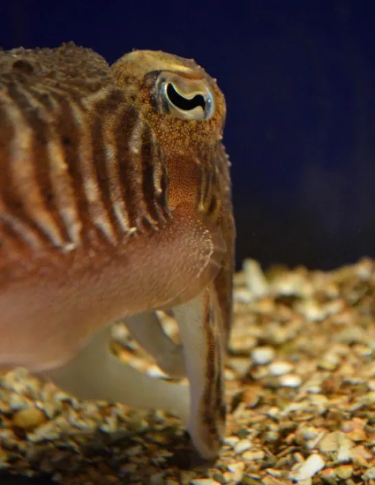 La seiche commune Sepia officinalis | Nausicaa