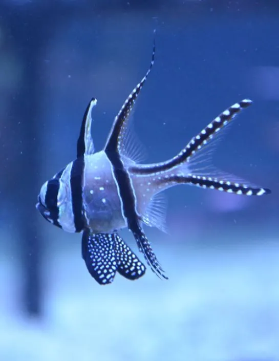 Le poisson cardinal de Banggai - Pterapogon kauderni | Nausicaa