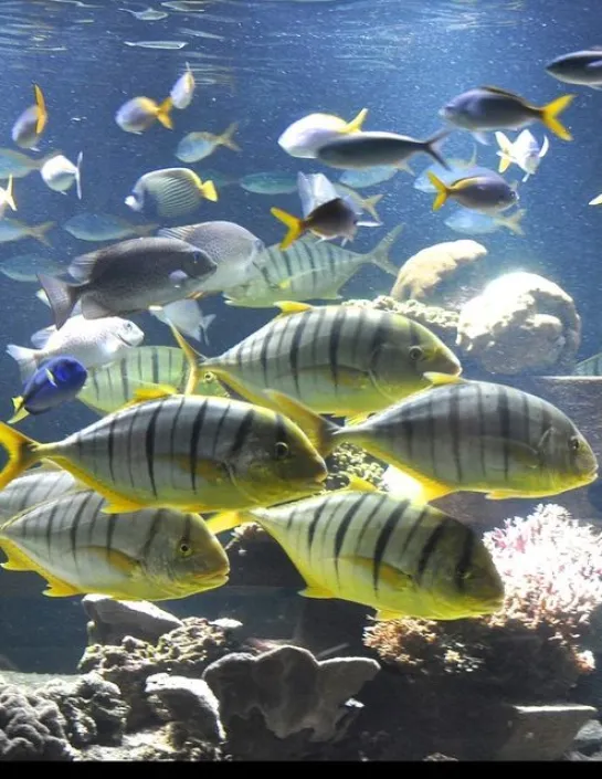 Discover the Golden trevally | Nausicaa