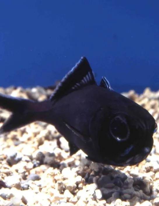 De grote lantaarnvis | Nausicaa