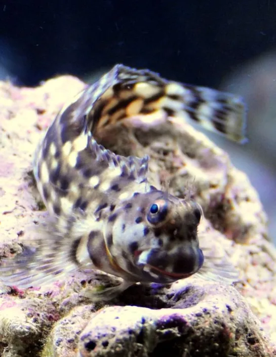 Slijmvis Salarias fasciatus | Nausicaa
