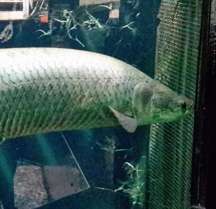 Discover the Arapaima gigas | Nausicaa
