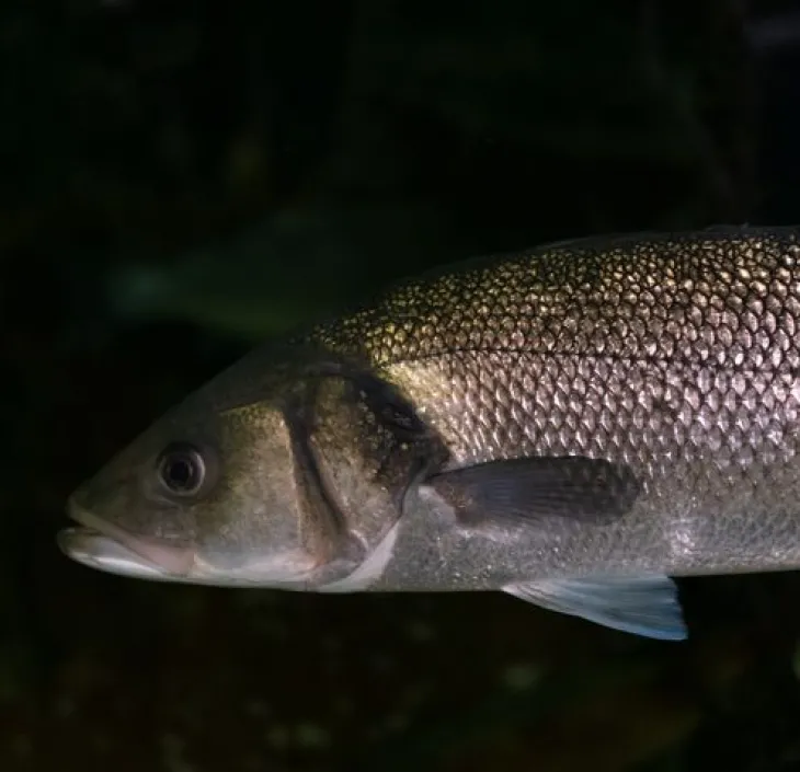 Le bar commun Dicentrarchus labrax | Nausicaa