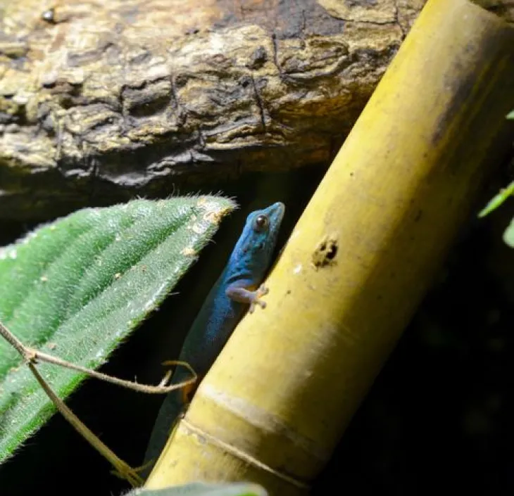 Discover the Turquoise Dwarf Gecko | Nausicaa