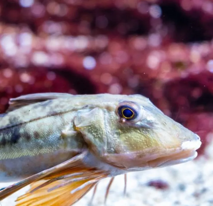 Le grondin perlon Chelidonichthys lucerna | Nausicaa