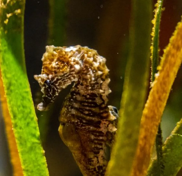 L'hippocampe commun Hippocampus hippocampus | Nausicaa