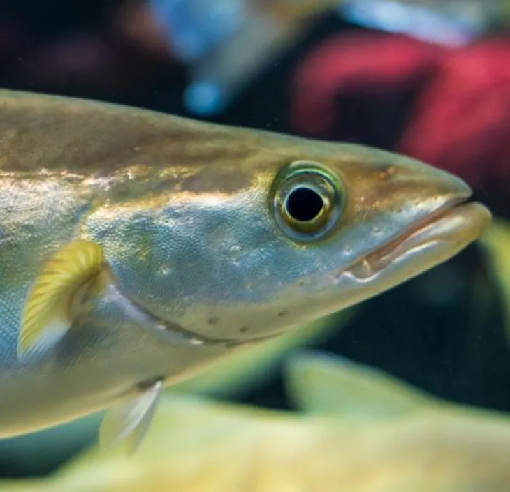 Discover the Pollack fish | Nausicaa