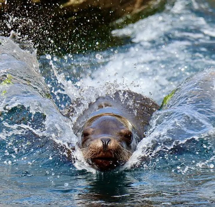 Discover the Californian Sea Lion | Nausicaa