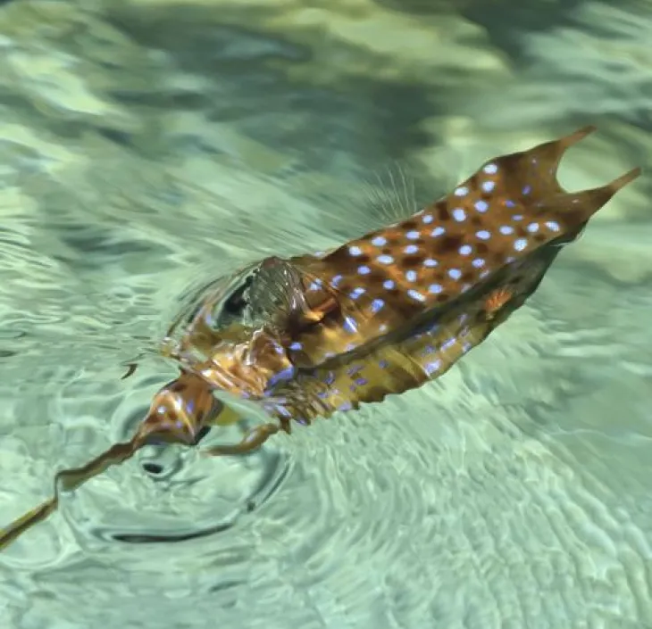 Le poisson vache à longues cornes Lactoria cornuta | Nausicaa