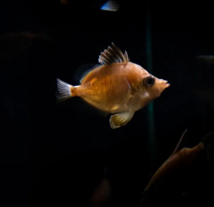 Discover the Boarfish | Nausicaa