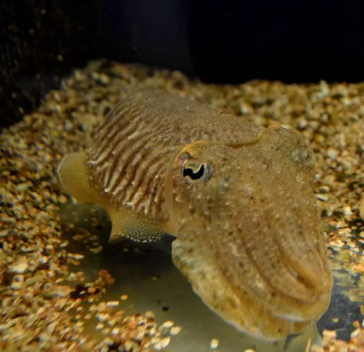 De gewone zeekat | Nausicaa