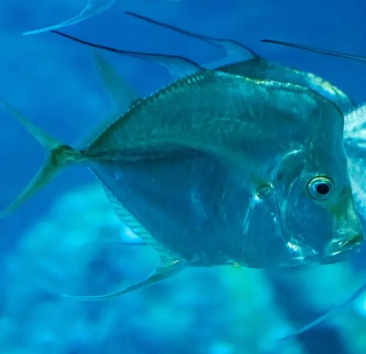 Discover the Atlantic Lookdown fish | Nausicaa