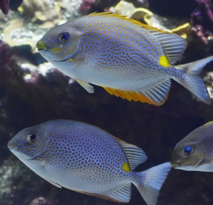 Discover the Golden Rabbitfish | Nausicaa