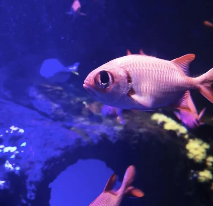 Discover the Brick Soldierfish | Nausicaa
