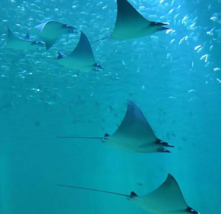 Discover the Atlantic Pygmy Devil Ray | Nausicaa