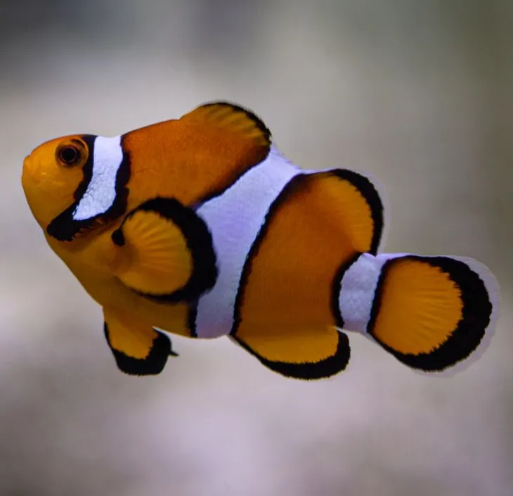Le poisson-clown à trois bandes Amphiprion ocellaris | Nausicaa