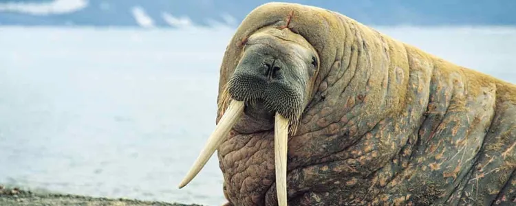 Quels animaux vivent en Arctique ? | Nausicaa