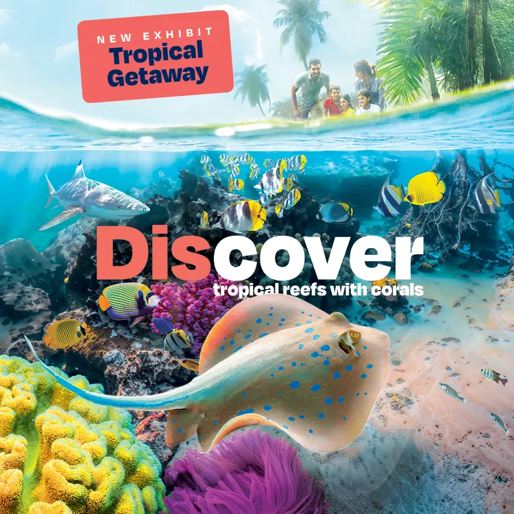 Nausicaá : The biggest aquarium in Europe, just across the Channel