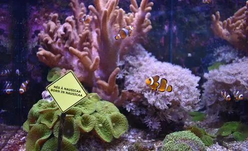 Des poissons-clowns naissent à Nausicaá | Nausicaa