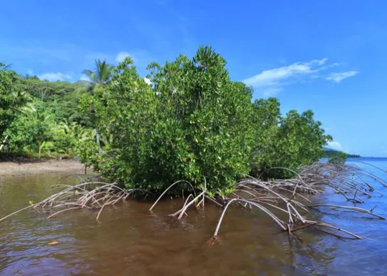 10 things you need to know about mangroves | Nausicaa