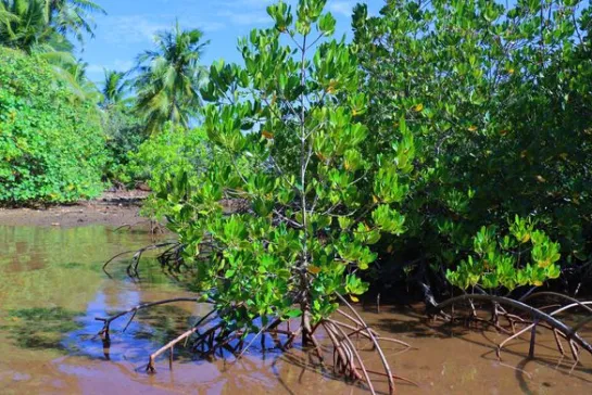 10 things you need to know about mangroves | Nausicaa
