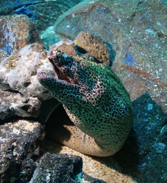 Tous les poissons ont-ils des écailles ? | Nausicaa