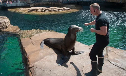Sea lions activity | Nausicaa