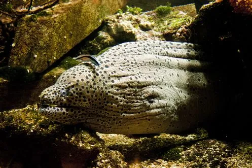 Super-cleaning marine animals | Nausicaa