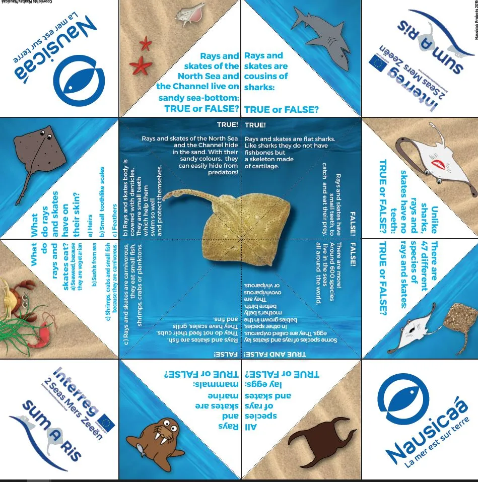 Make your own paper chatterbox | Nausicaa