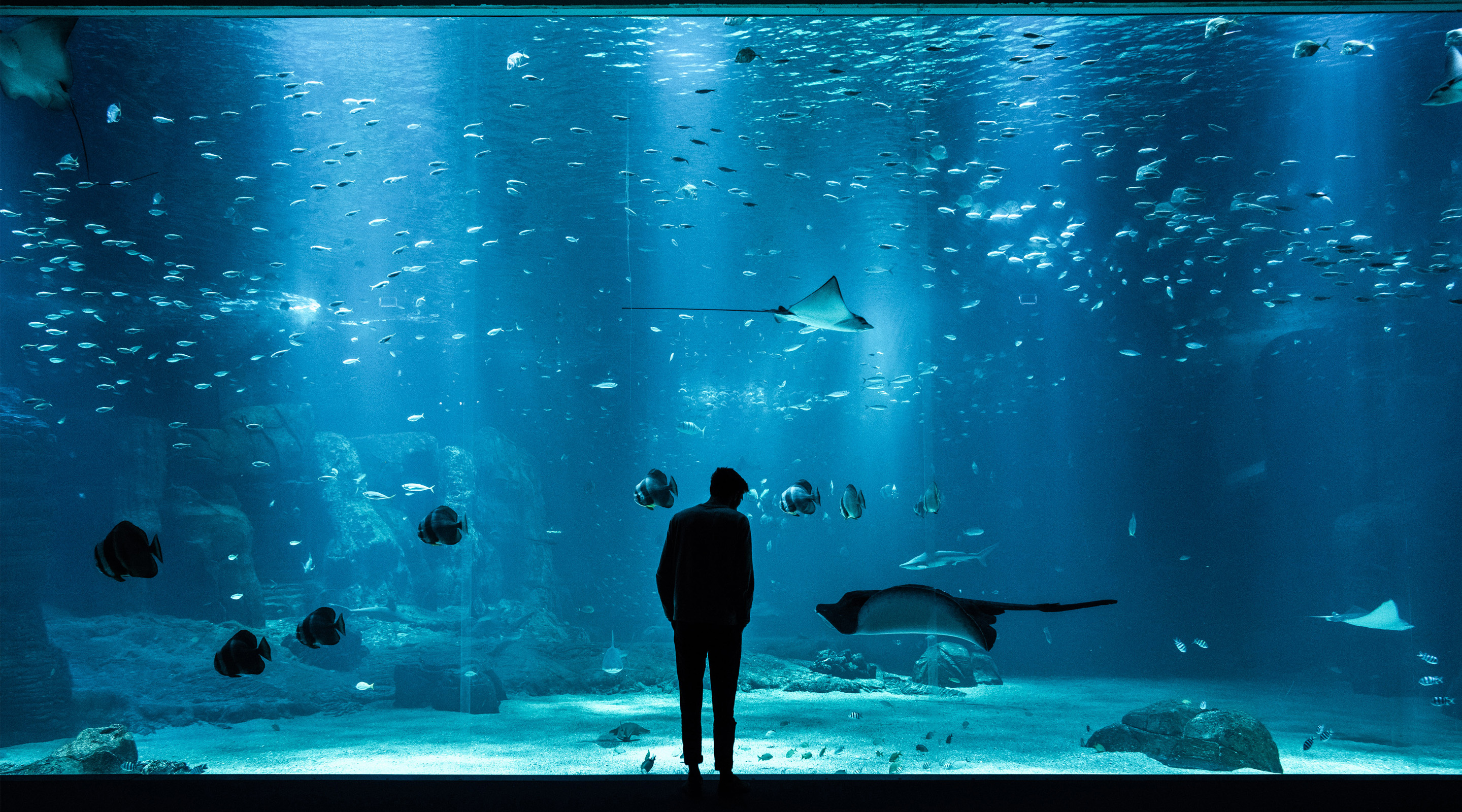 Voyage en Haute Mer | Nausicaa